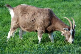 Toggenburg Goat - Breed Profile - Goat Journal